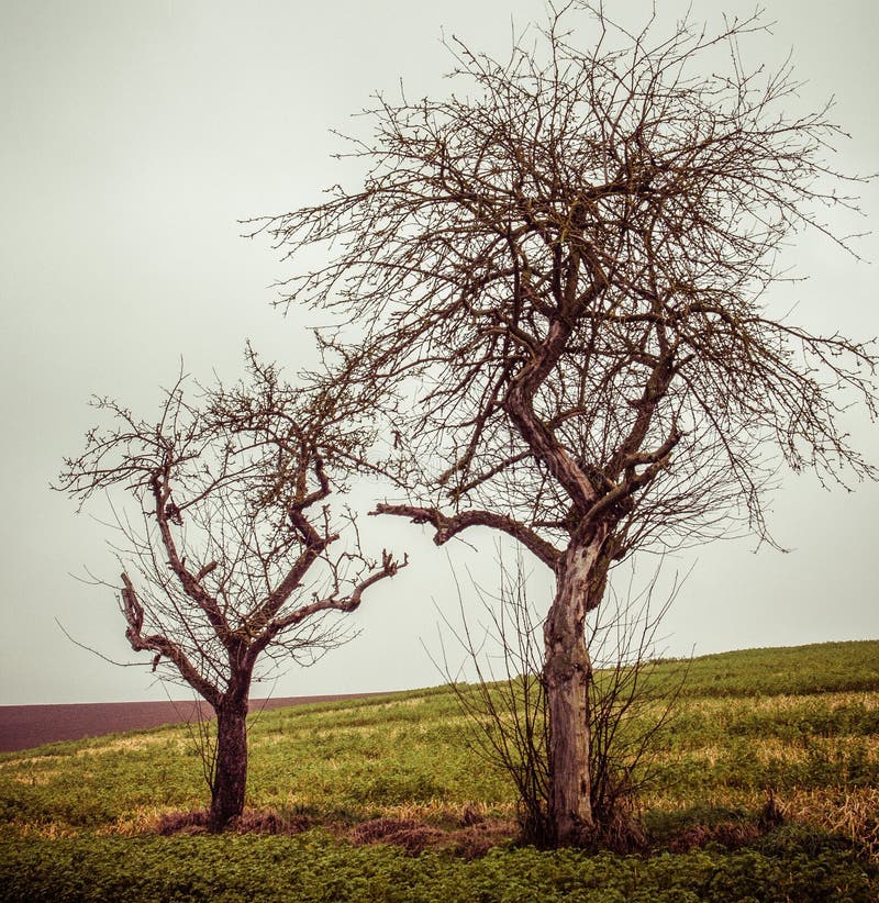 Two trees stock image. Image of meadow, trees, standing - 83993319