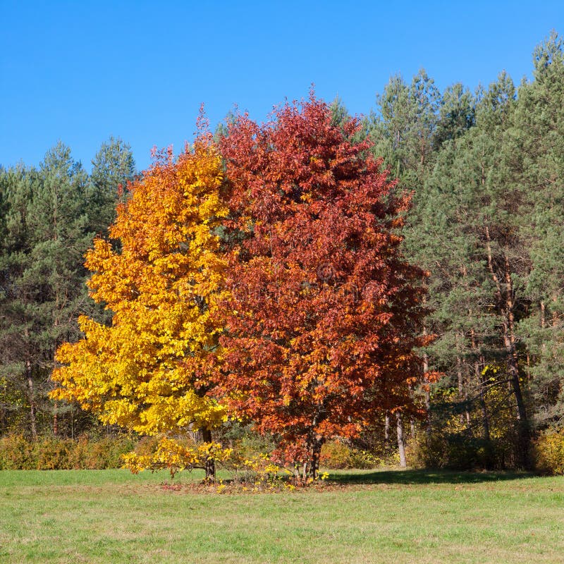 Two trees in autumn stock photo. Image of bicolor, color - 27807432