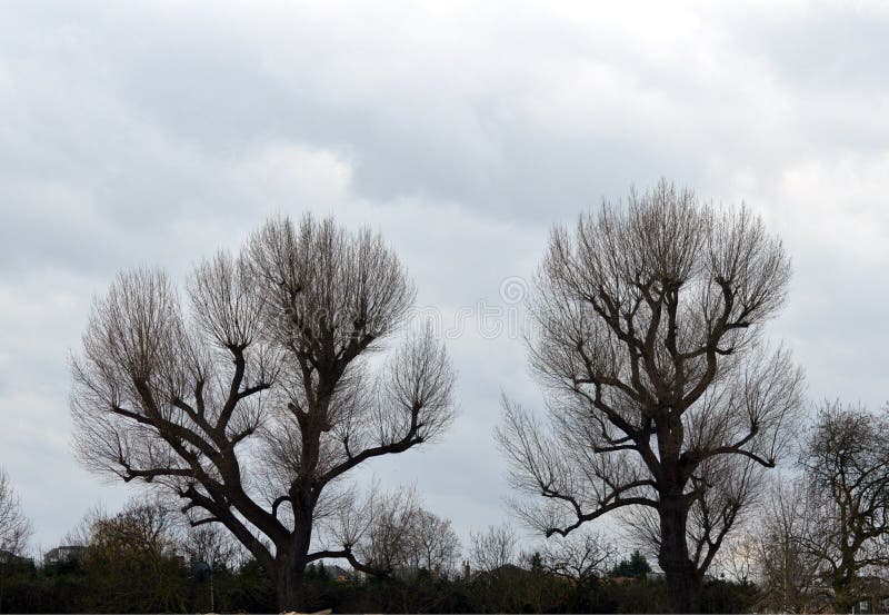 Two trees stock photo. Image of branches, morning, trees - 64569206