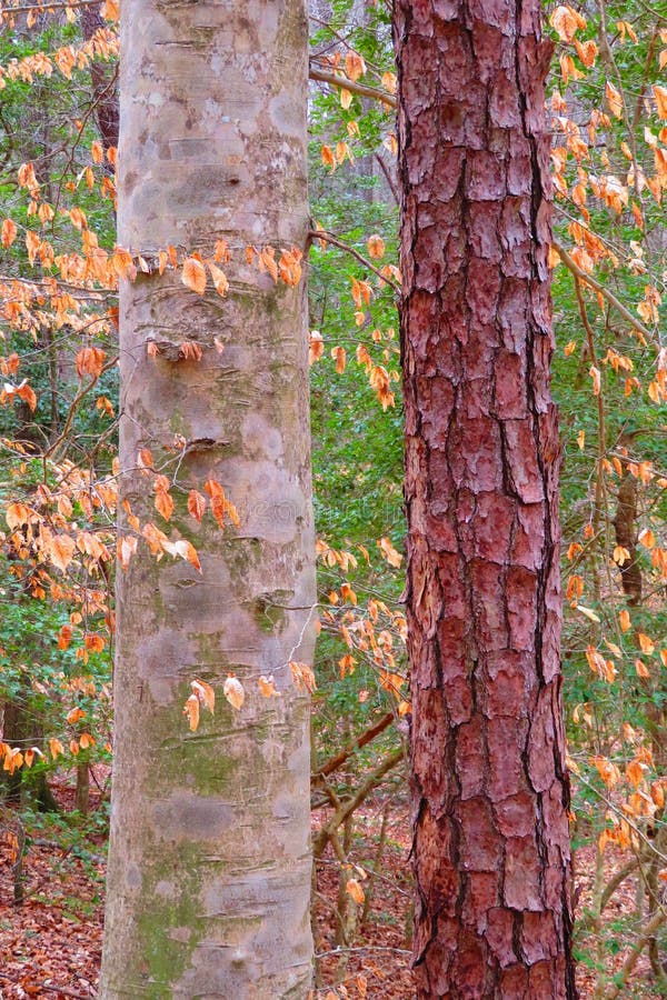 Two Trees Bark Contrast: One Smooth, One Plated Stock Image - Image of ...