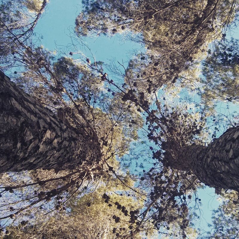 Between two trees stock photo. Image of green, jordan - 69981250