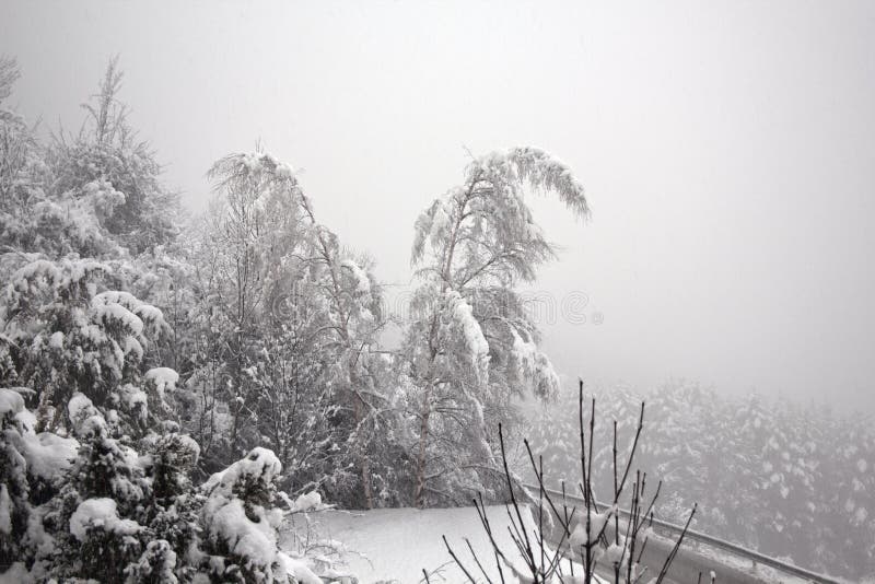 Two Trees Bending Under the Falling Snow Stock Photo - Image of covered ...