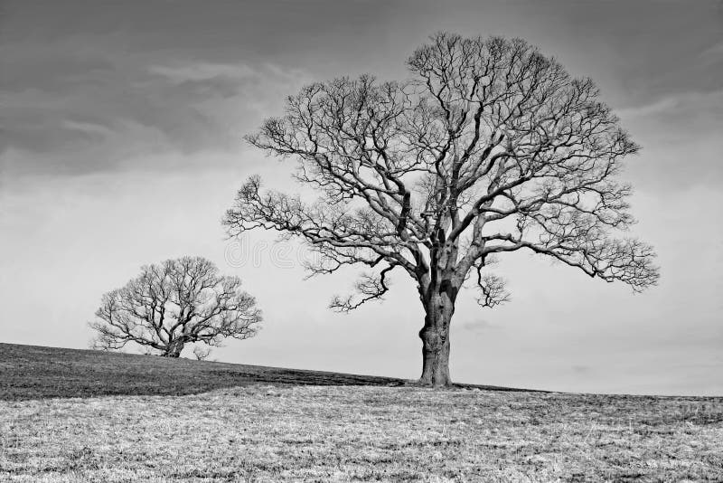 Trees in Black and White stock photo. Image of white - 80231684