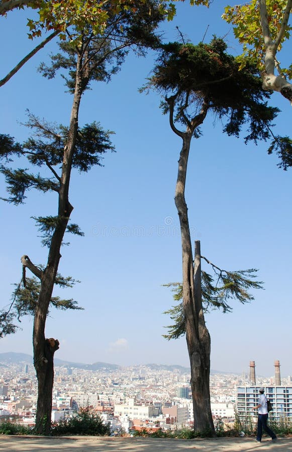 Tree Brothers on Winter Day Stock Photo - Image of group, playful: 33824186
