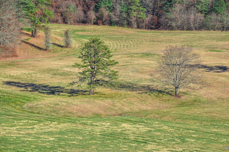 Two Trees Casting Shadows from the Afternoon Sun Stock Photo - Image of ...
