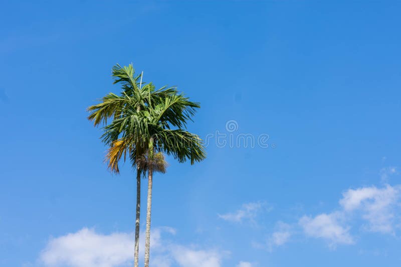 Two trees closer together stock image. Image of beautiful - 121264777