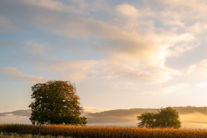 Two Trees in Cornfield at Sunrise, Stock Photo - Image of land ...