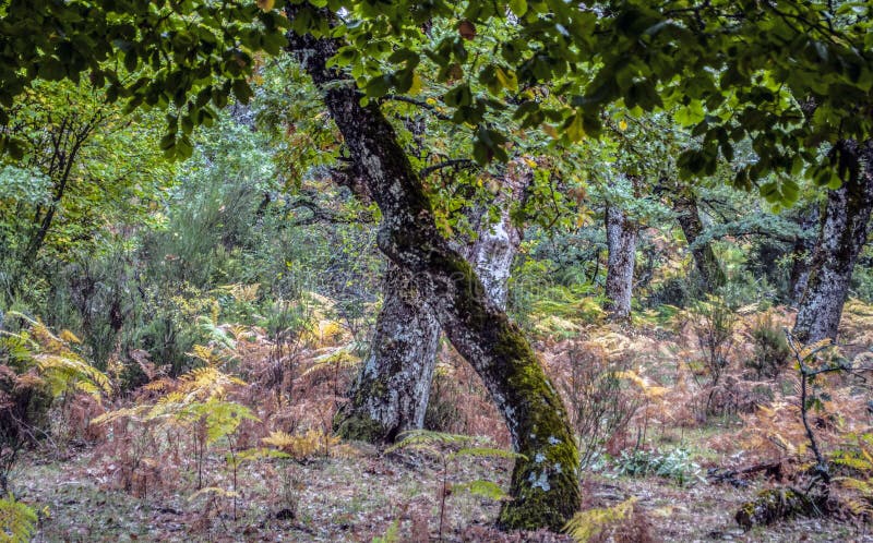 Trees in the forest stock photo. Image of green, nature - 118058144