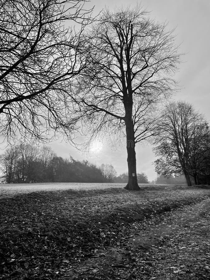 Two Bare Winter Trees in Black and White Stock Photo - Image of ...