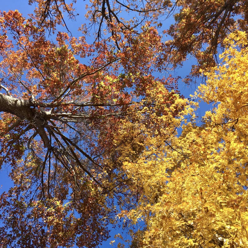 Clash of Trees stock image. Image of trees, fall, foliage - 144860253
