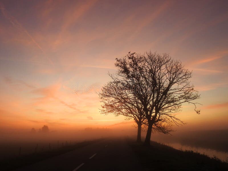 Two Trees in Early Morning Colors, Lithuania Stock Image - Image of ...