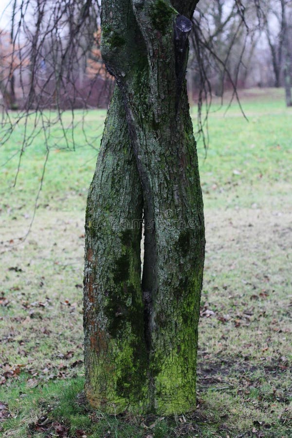 Two Trees Entwined into One in the Park Stock Photo - Image of leaf ...