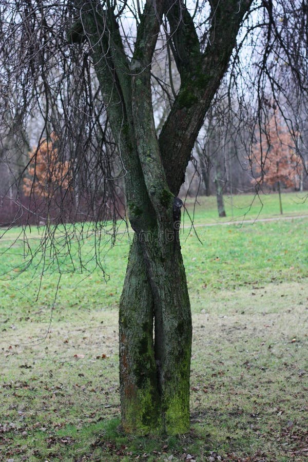 Two Trees Entwined into One in the Park Stock Image - Image of forest ...