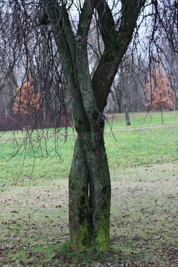 Two Trees Entwined into One in the Park Stock Image - Image of forest ...
