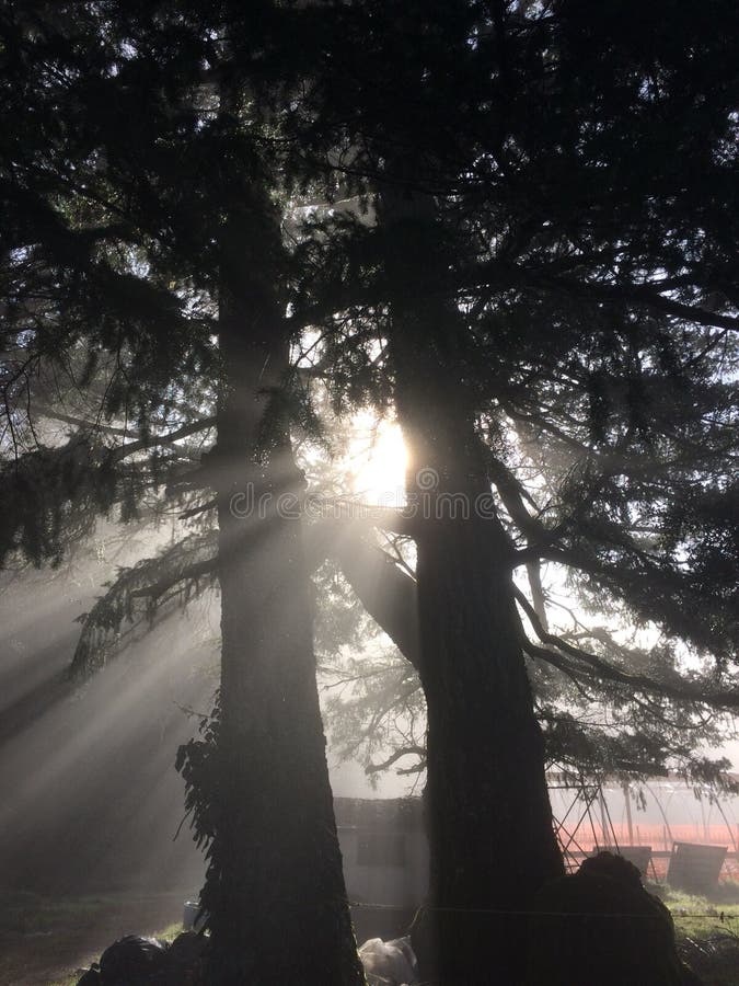 Two trees stock photo. Image of fall, natural, trees - 106475742