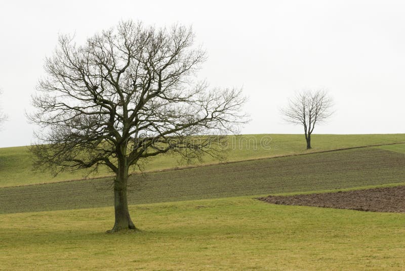 Two trees on a field stock image. Image of trees, vista - 4485619