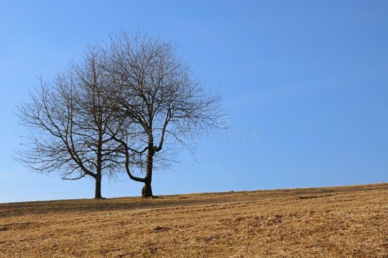 Two trees in a field stock image. Image of natural, fresh - 69904331