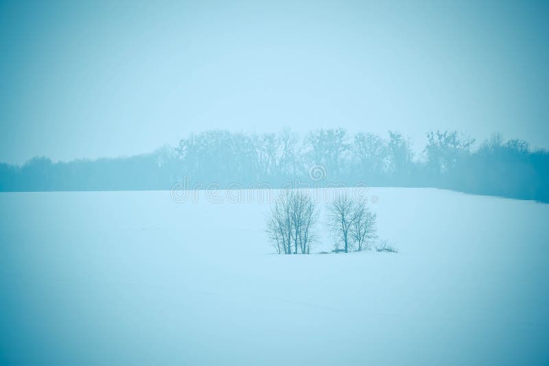 Two Trees in the Field Winter Stock Image - Image of forest, comparison ...