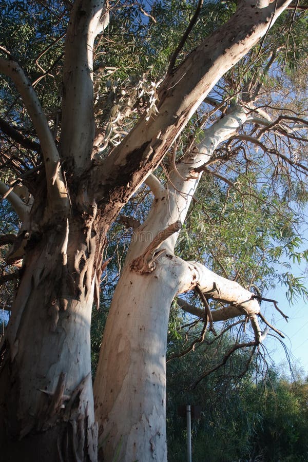 Two trees in a forest stock image. Image of decorate - 11459857