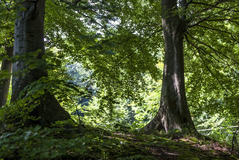 Two trees in forest stock image. Image of moss, lush - 80099253