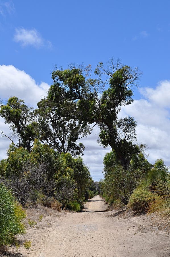 Two Trees Forming Natural Arch Cross Over Road Stock Photo - Image of ...