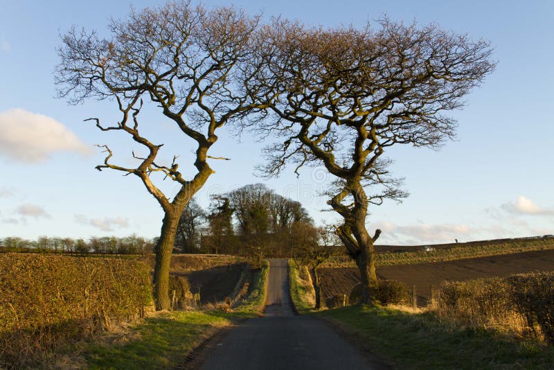 Two Trees Frame a Small Road Stock Image - Image of bare, edinburgh ...