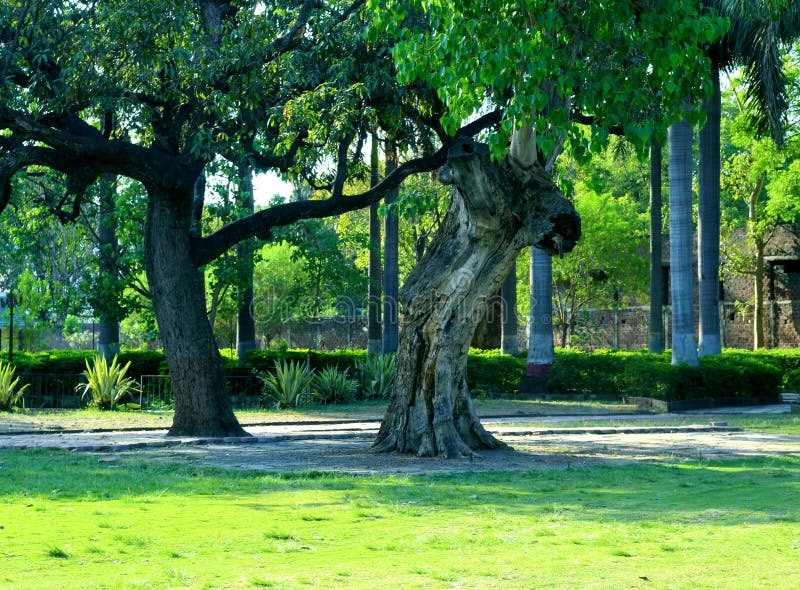 Two trees in a garden stock photo. Image of background - 115665802