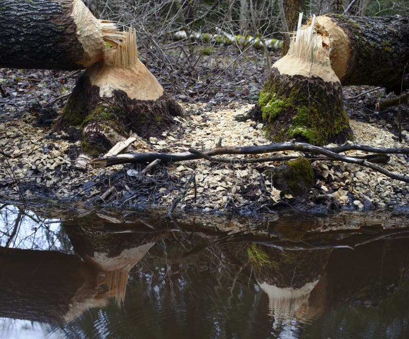 Two Trees Gnawed by the Beaver, the Beaver Teeth Marks on a Tree Trunks ...