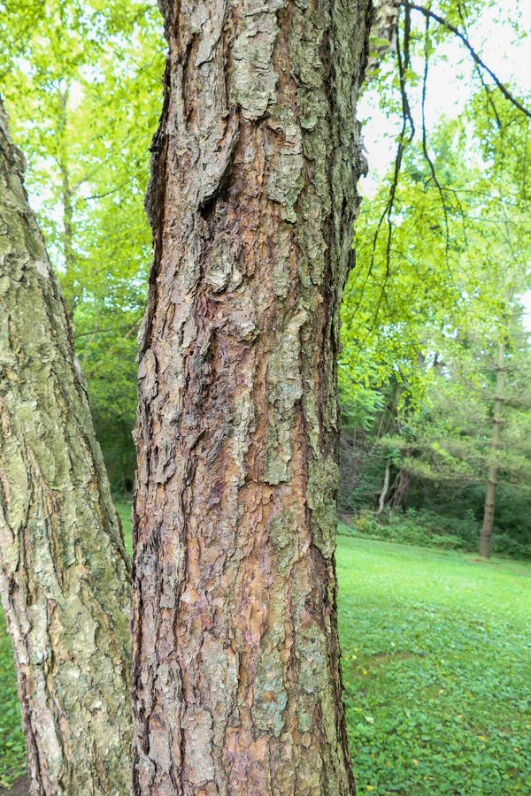 129 Two Tree Trunks Together Stock Photos - Free & Royalty-Free Stock ...