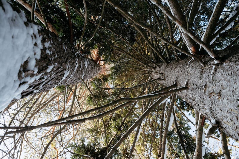 Two Trees Growing from the Same Place and Fused with Roots and Branches ...
