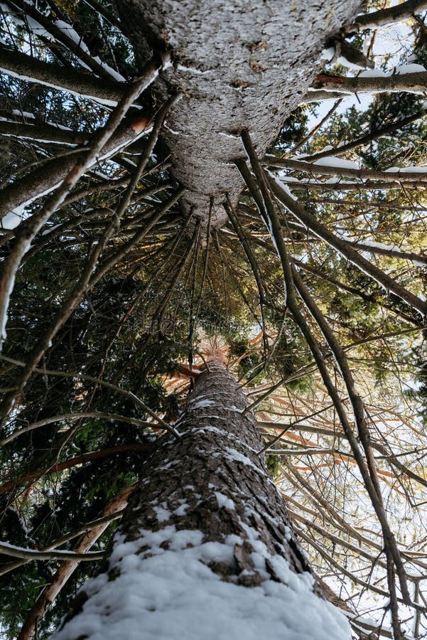 Two Trees Growing from the Same Place and Fused with Roots and Branches ...