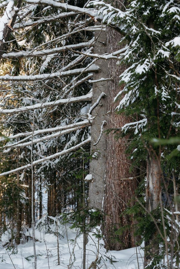 Two Trees Growing from the Same Place and Fused with Roots and Branches ...