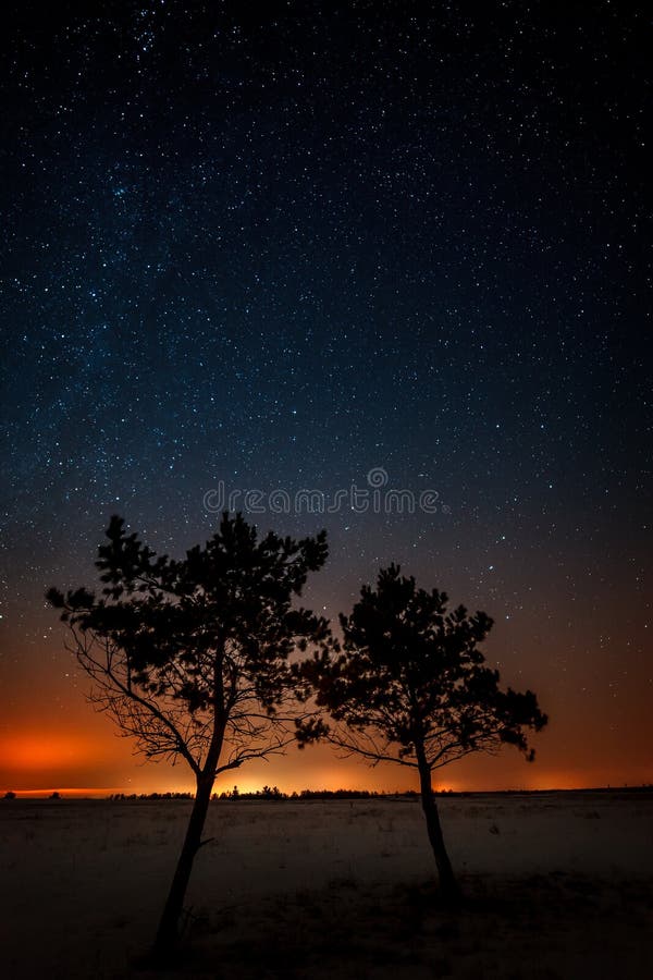 Two Trees are Growing Together on the Background of the Star Stock ...