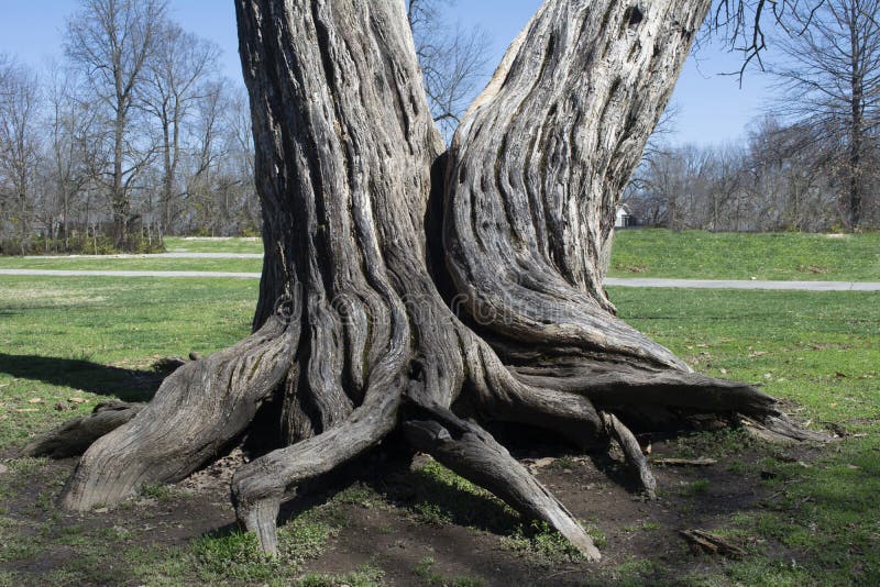 150 Two Trees Growing Together Stock Photos - Free & Royalty-Free Stock ...