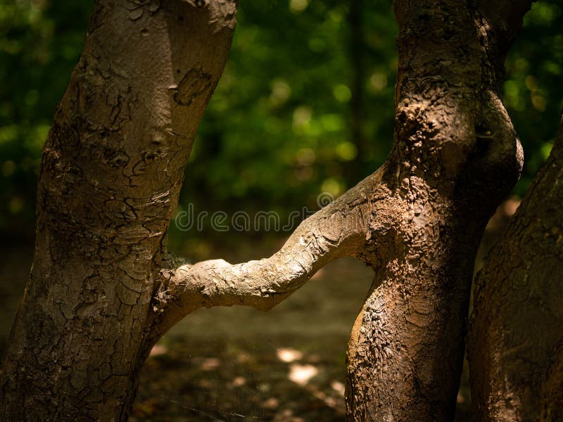 Two Trees Grown Together in a Forest Stock Image - Image of detail ...