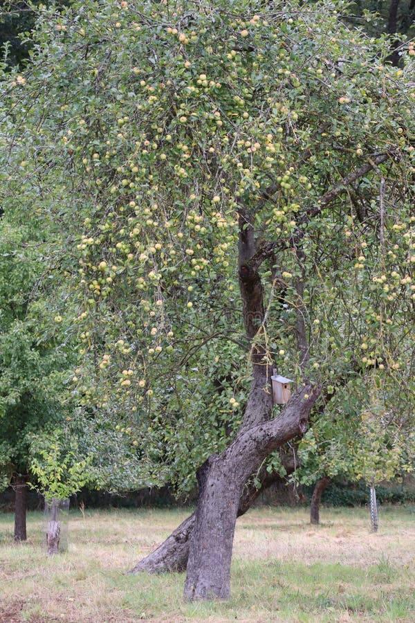 Crossed stock photo. Image of overgrown, trees, yellow - 335777954