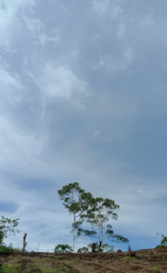 Two Trees on a Hill that Look Small but with a High Height Stock Photo ...