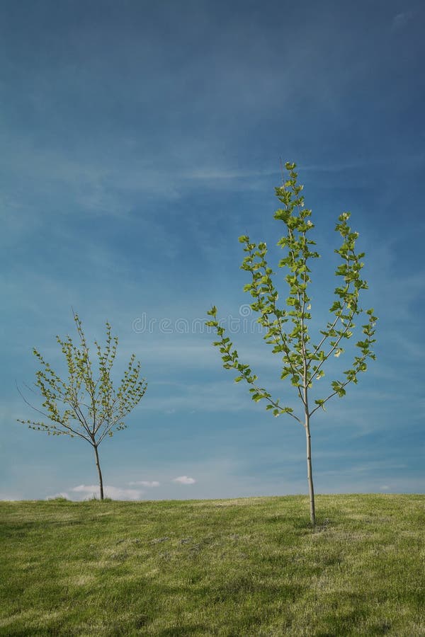 Two trees on a hill stock image. Image of scene, natural - 151069691