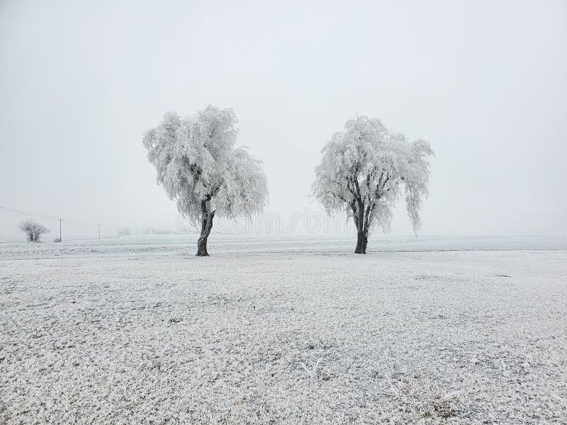 Two Trees Iced Over in the Oklahoma Panhandle Stock Photo - Image of ...