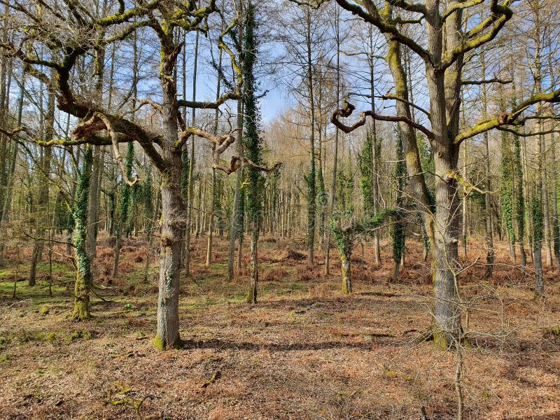 Gnarled Branches stock image. Image of leaf, wood, tree - 176702163