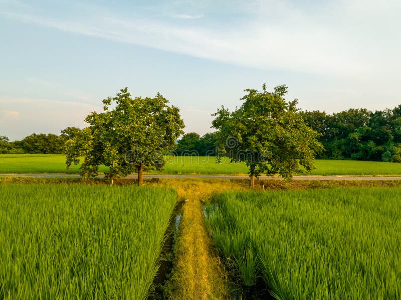 Rice Field Ditch Used for Irrigation or Irrigation Stock Image - Image ...