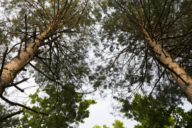 Two Trees Leaning One To Another Stock Image - Image of environment ...
