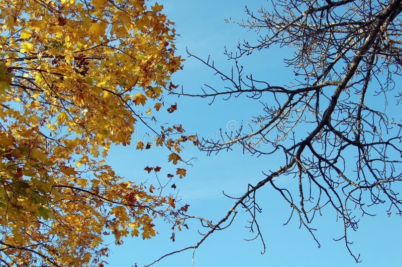 Two trees stock photo. Image of live, crown, autumn, background - 52799466