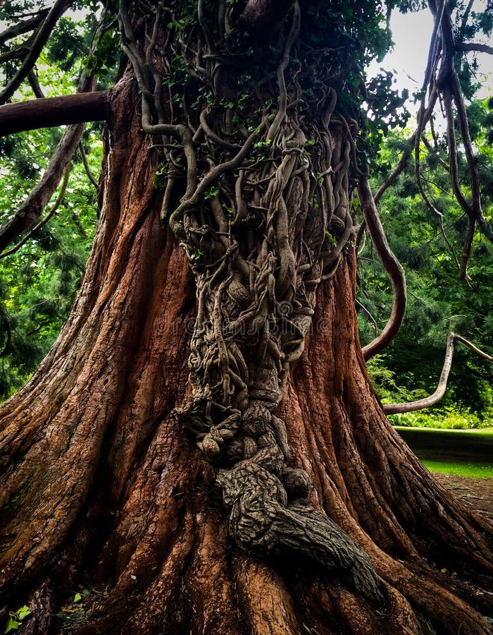 Two Trees stock image. Image of roots, togetherin, leaves - 93024645