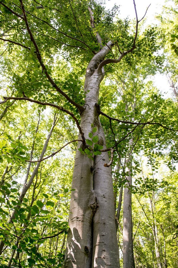 Two trees merged stock photo. Image of silent, quiet - 100871130