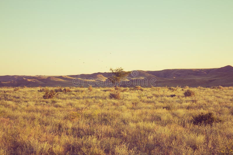Two Trees in the Middle of Steppe at Sunset Stock Image - Image of ...