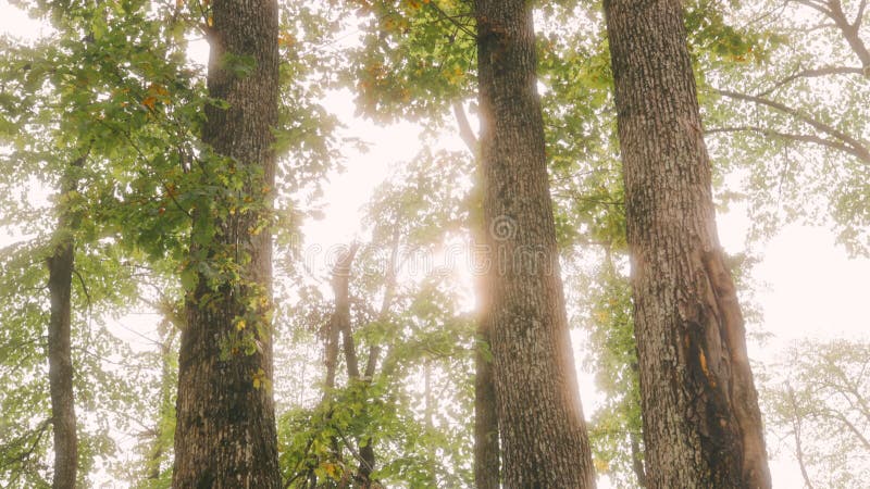 Two Trees with Moss Growing on Them Stock Video - Video of wilderness ...