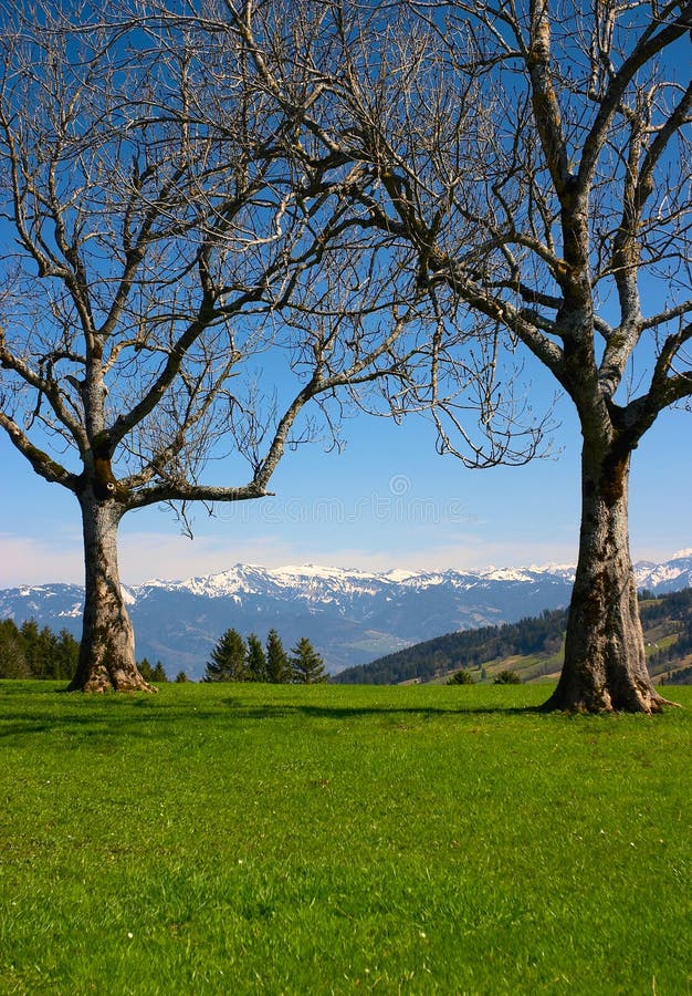 Two trees in mountains stock photo. Image of beautiful - 12950054