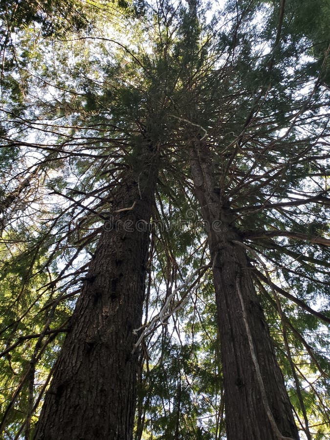 Two Trees National PNW Forest Stock Image - Image of trees, tree: 223587137