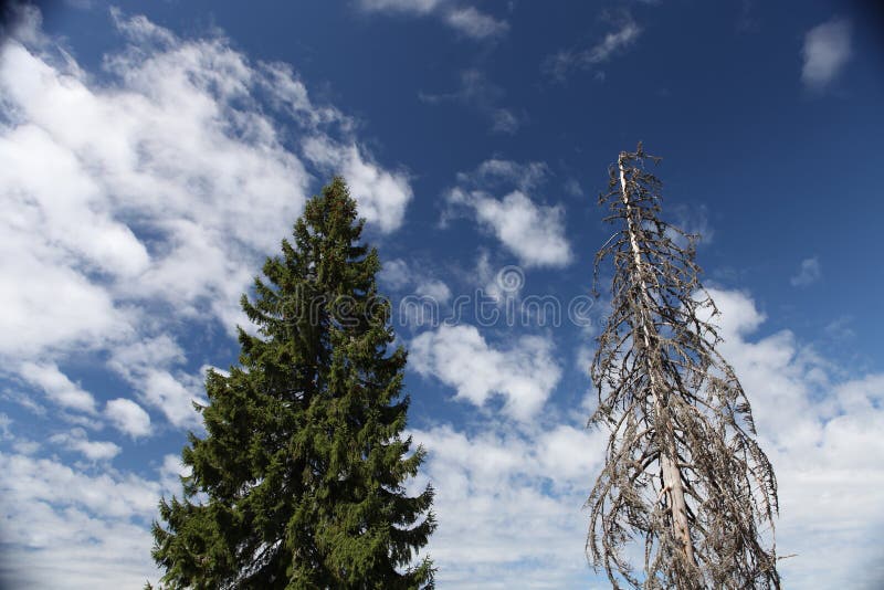 Living and dead tree stock image. Image of clouds, tree - 30014787